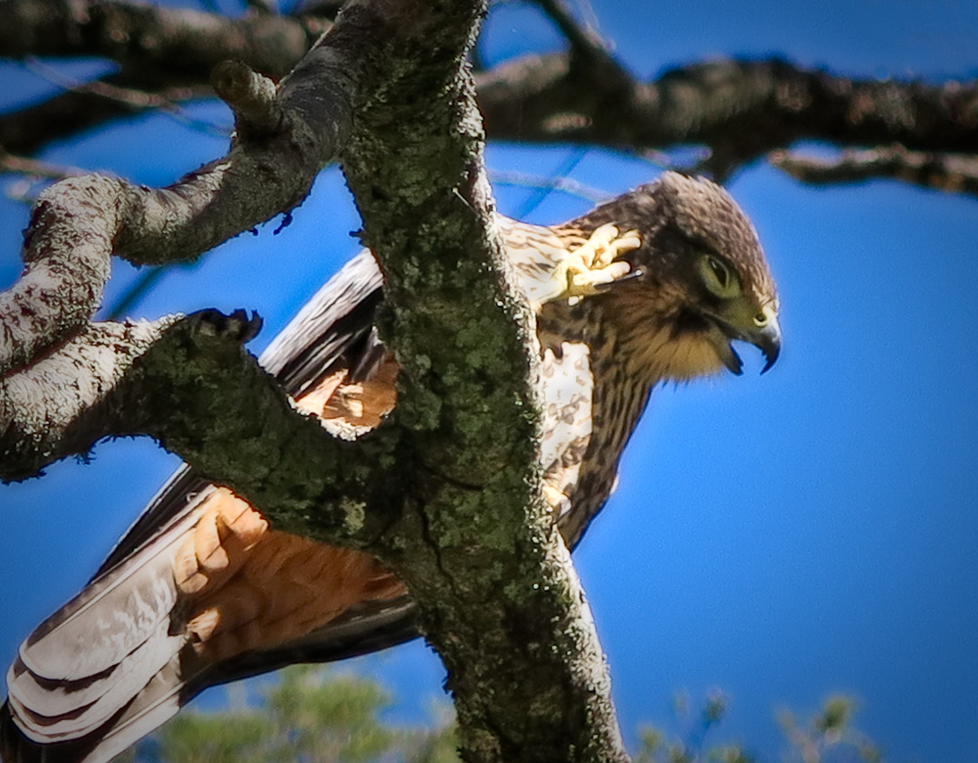 falcon-scratching